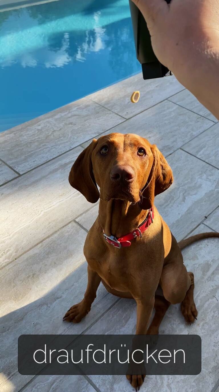 dog SNAGGER - die clevere Leckerliebox