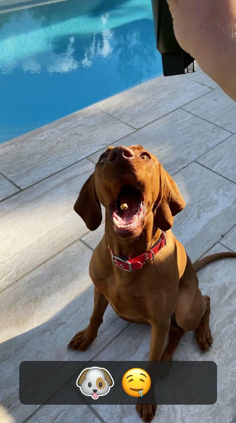 dog SNAGGER - die clevere Leckerliebox