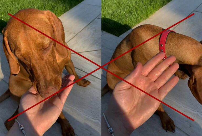 dog SNAGGER - die clevere Leckerliebox